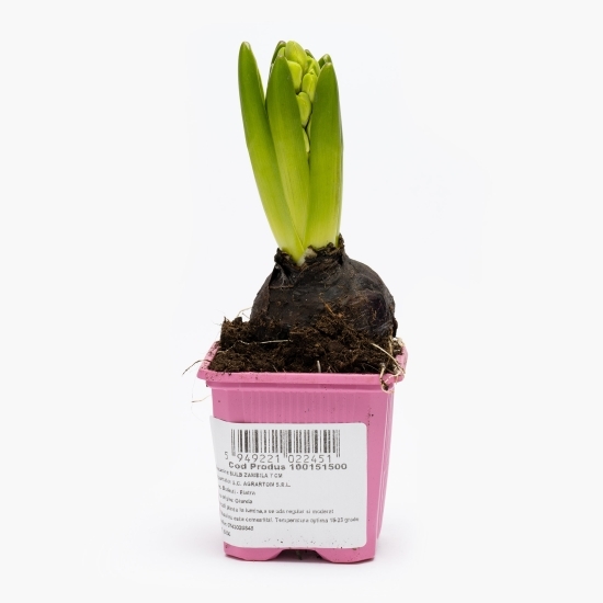 Bulb Zambilă 7cm (floare în ghiveci) - Prospețime și varietate ...